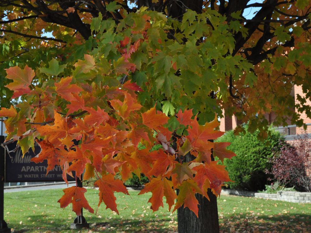Rhapsody of fall colours in Cornwall and SDG | Cornwall Standard-Freeholder