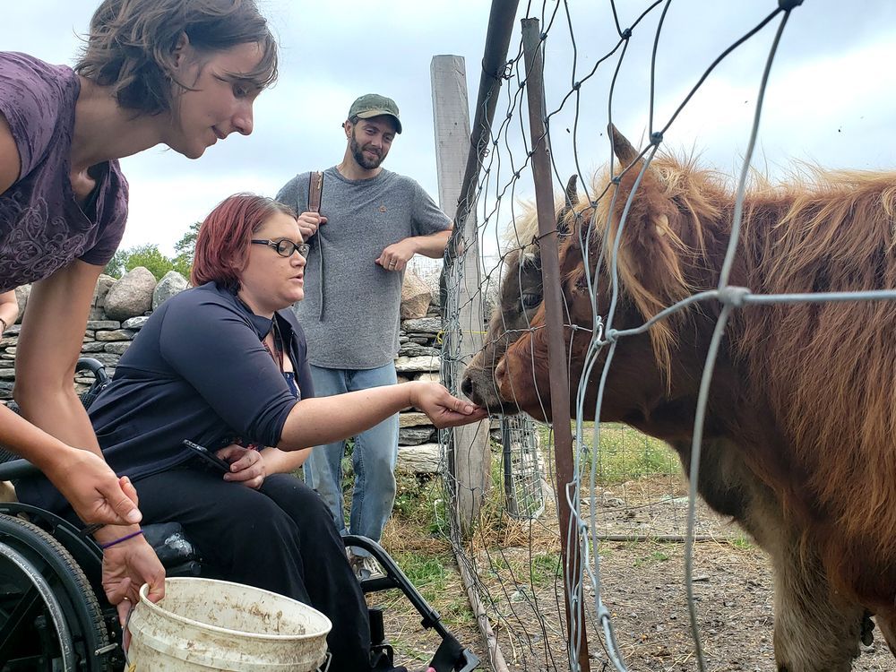 Spotlight on local sheep farm for unique, online approach to ...