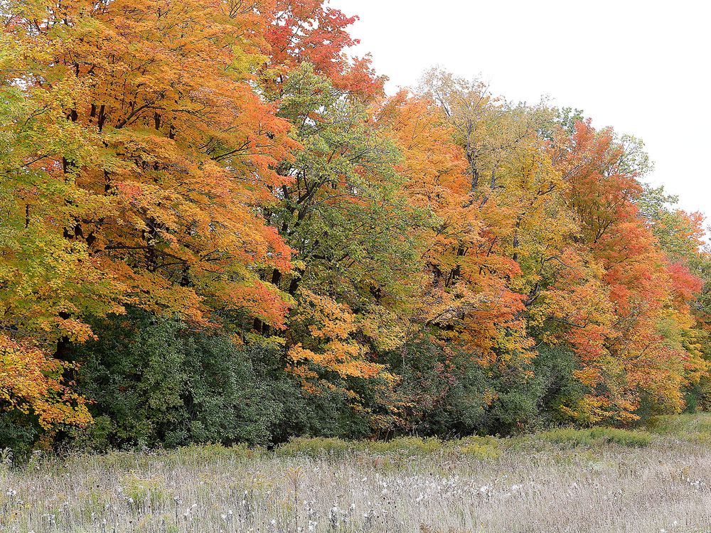 Forests Ontario plants 117,000 trees in Kingston area | The Kingston ...