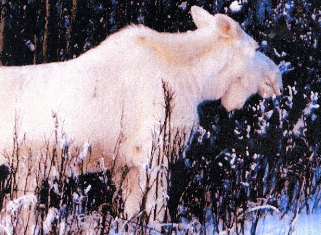 Reward, concern grow for spirit moose | Sudbury Star