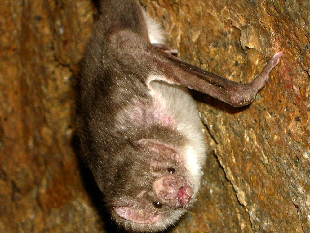 Health unit reiterates bat rabies warning | Brockville Recorder & Times