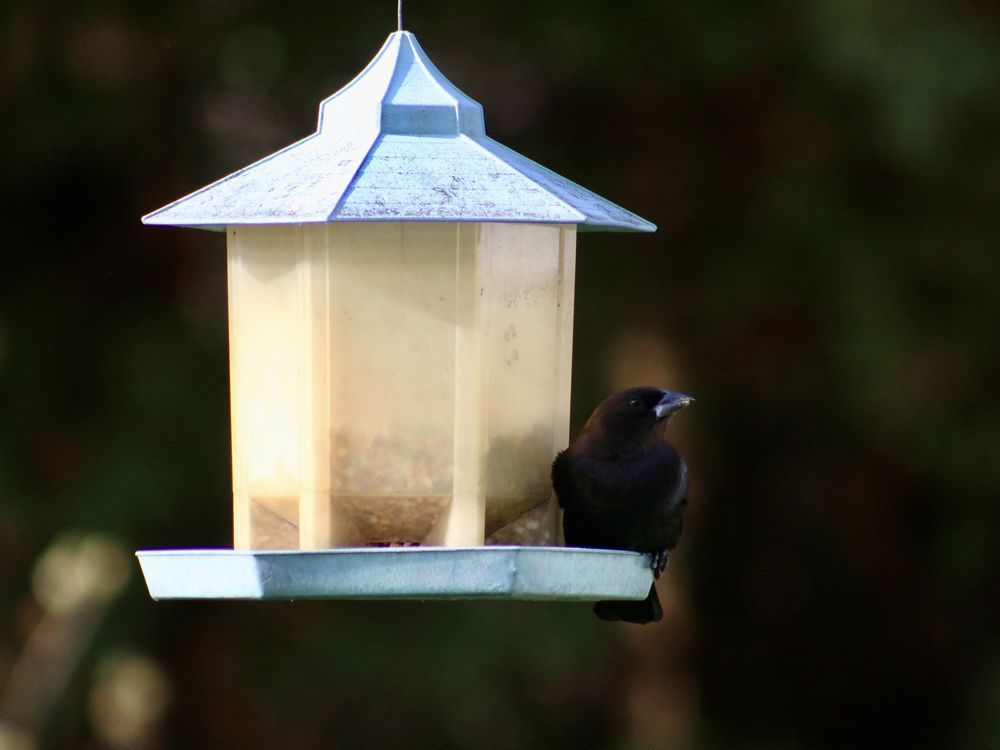 This activity is for the birds | Simcoe Reformer