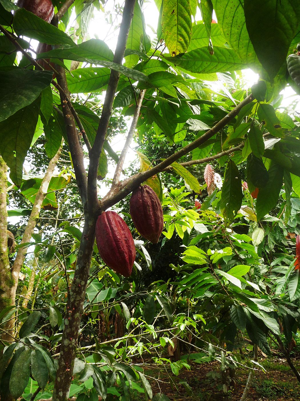 Incredible Creatures: The surprising heroes behind chocolate production ...