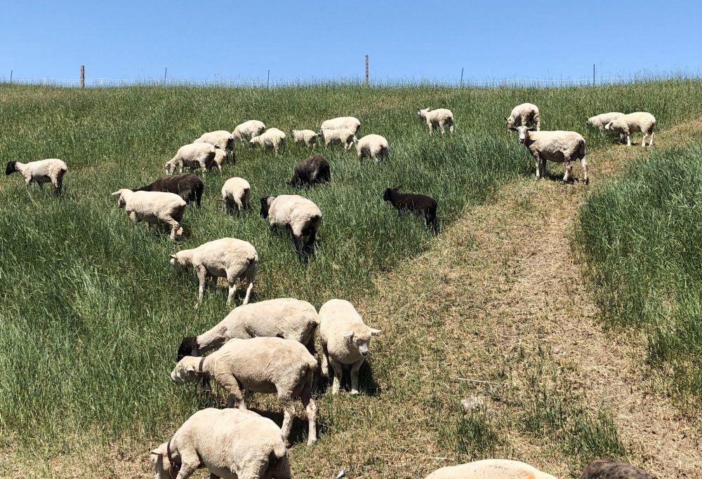 Vegetation management using sheep expanded at OVWRC in 2020 | Ontario ...