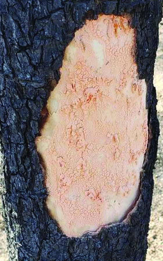 Proteins enable crop-infecting fungi to ‘smell’ food | Ontario Farmer