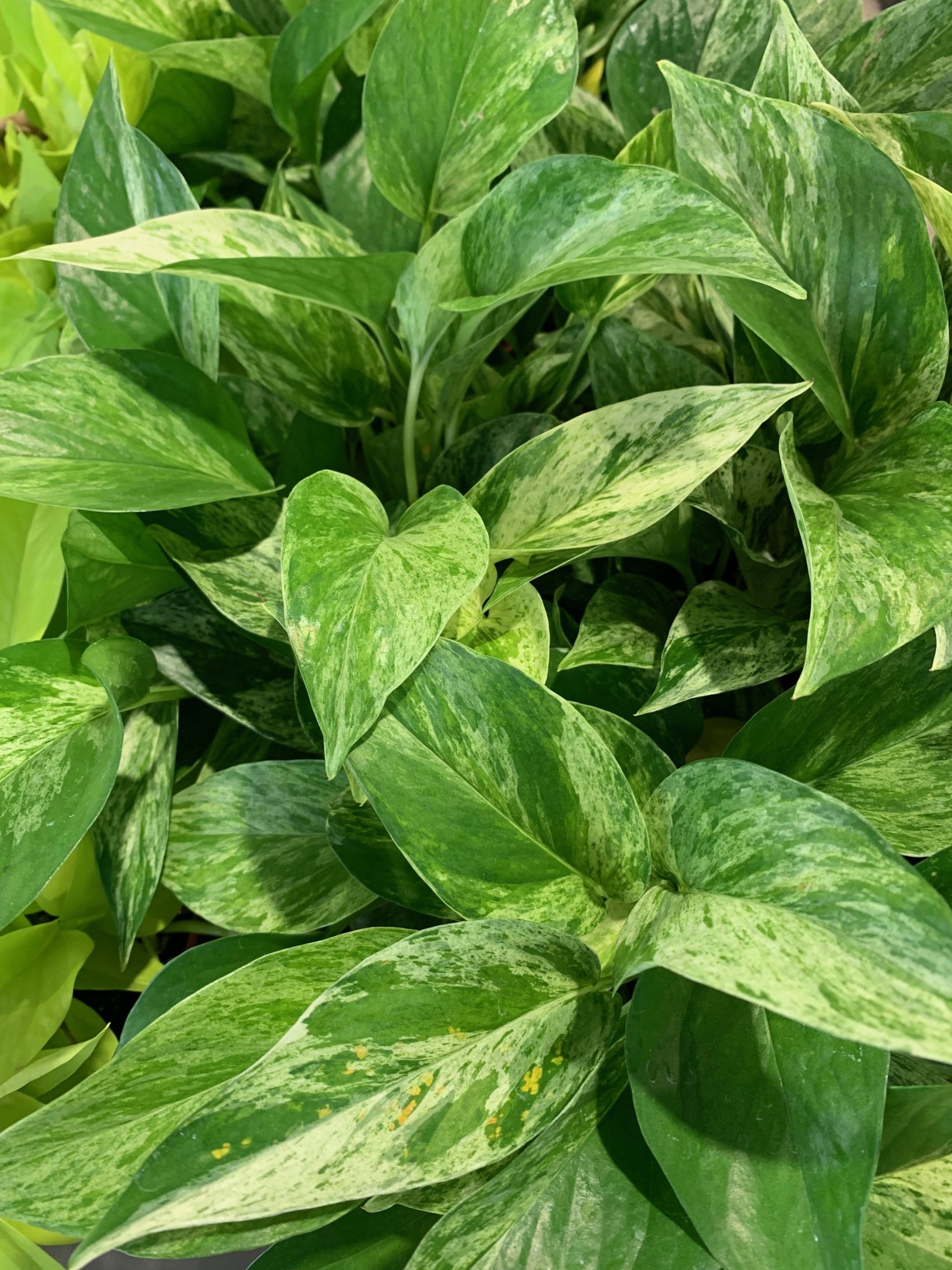 Getting started with indoor plants | Ontario Farmer