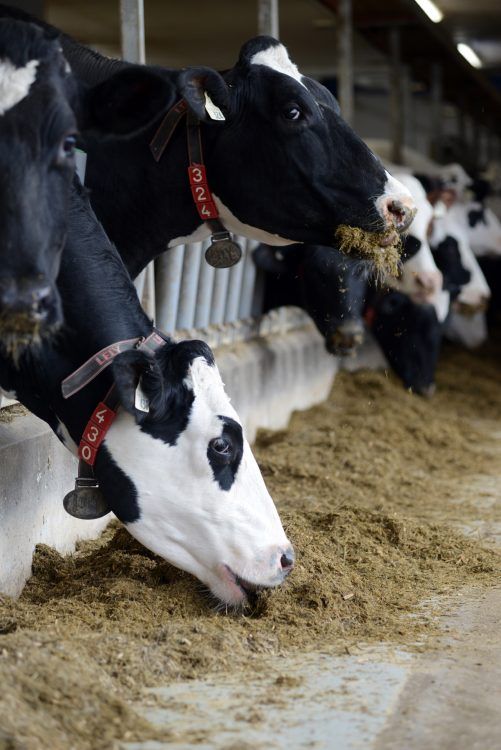 Former PM Harper tells DFC the numbers were stressed even before recent ...