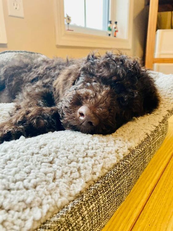 Puppy diagnosed with Marijuana Toxicity after visiting Belleville ...