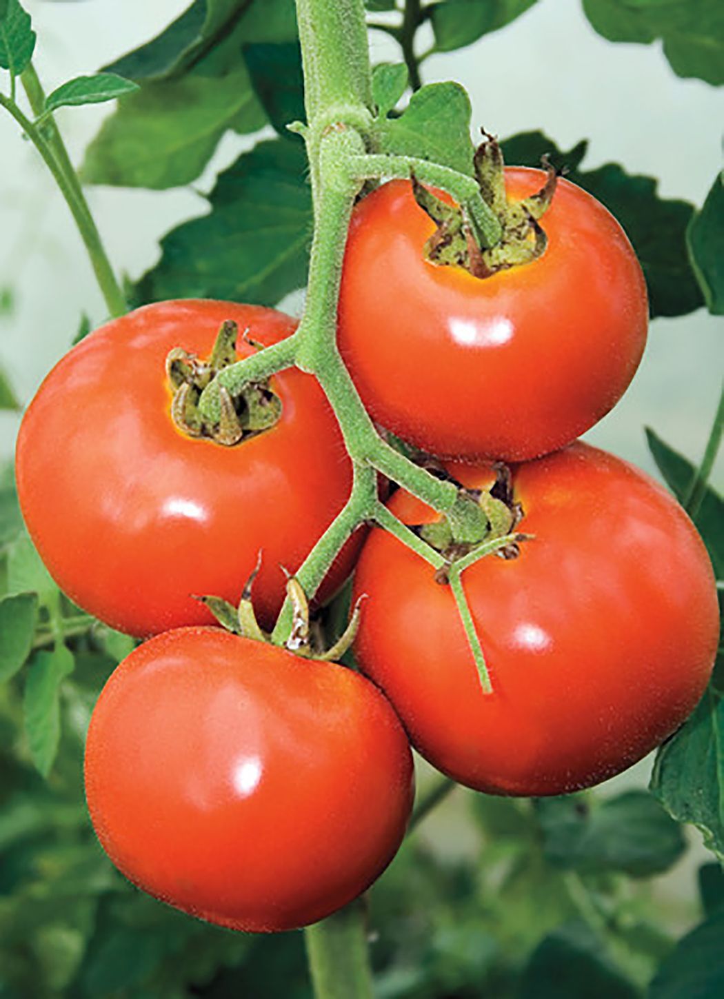 SG: Heirloom and heritage, know the difference | The Graphic Leader