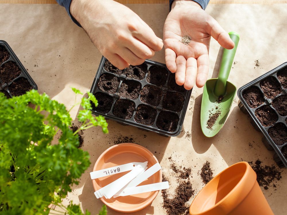 Seedy Sunday taking place in Eganville March 28 | Cornwall Standard ...