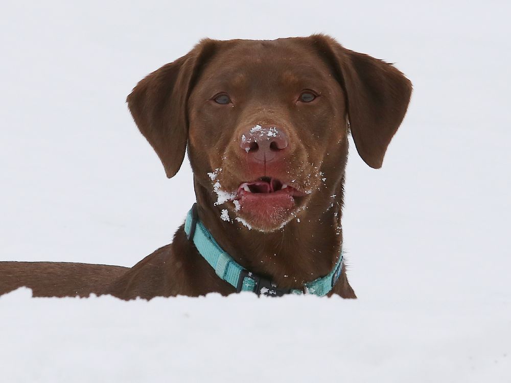 Snowfall warning issued for Sudbury and area | Sudbury Star