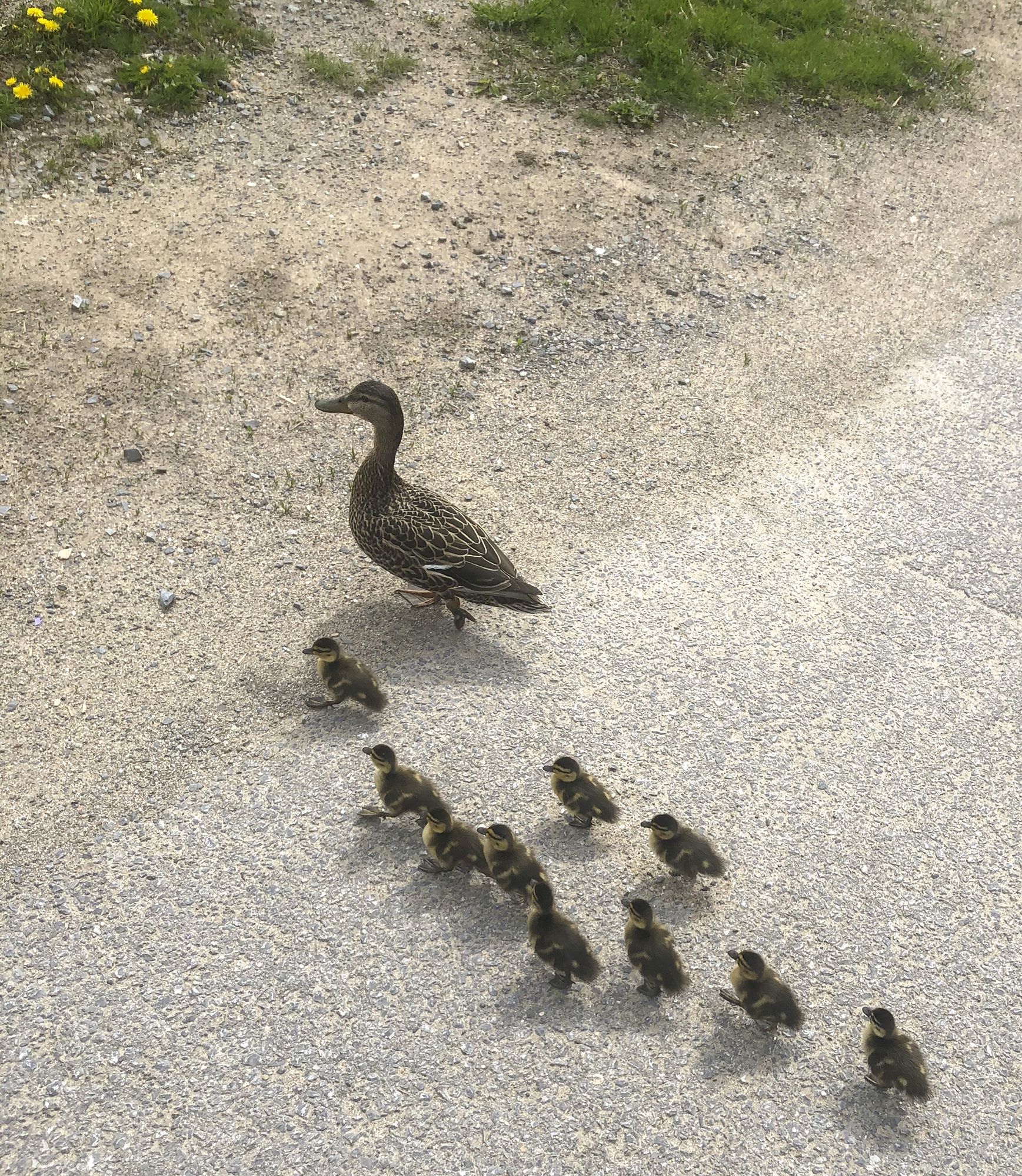 Annual 'Duck Walk' takes place with smaller audience | The Kingston ...
