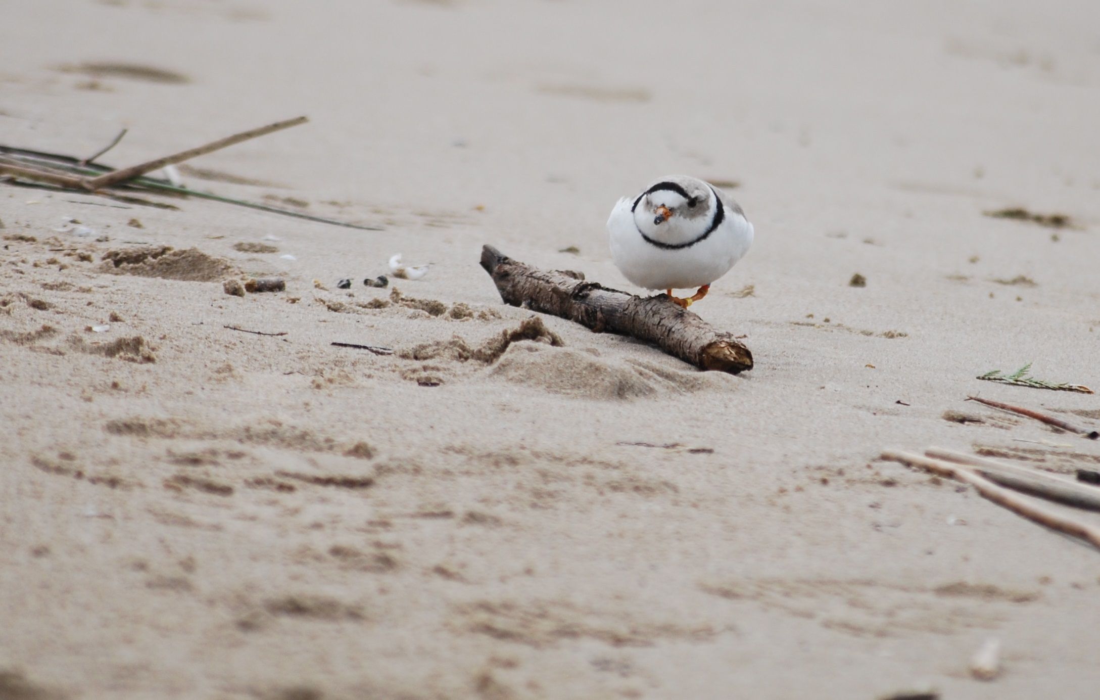 Plover Lovers optimistic about season as another plover lands at Sauble ...