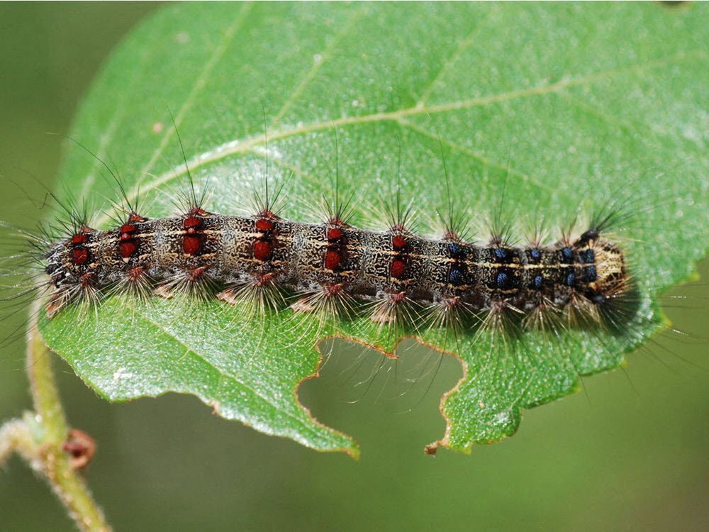 Gypsy moth spraying delayed | The Sarnia Observer