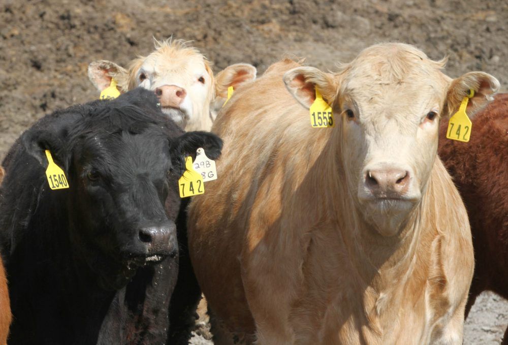 Balancing feed supplies to meet cattle requirements | The Graphic Leader