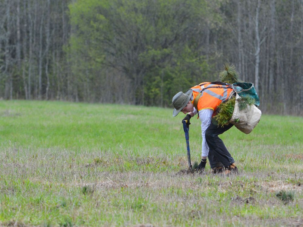 Forests Ontario tree-planting season in full swing across SDG region ...