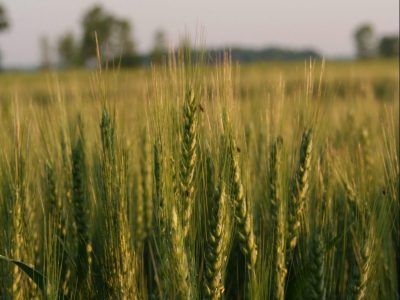 Historical evidence shows barley has been grown for more than 10,000 ...