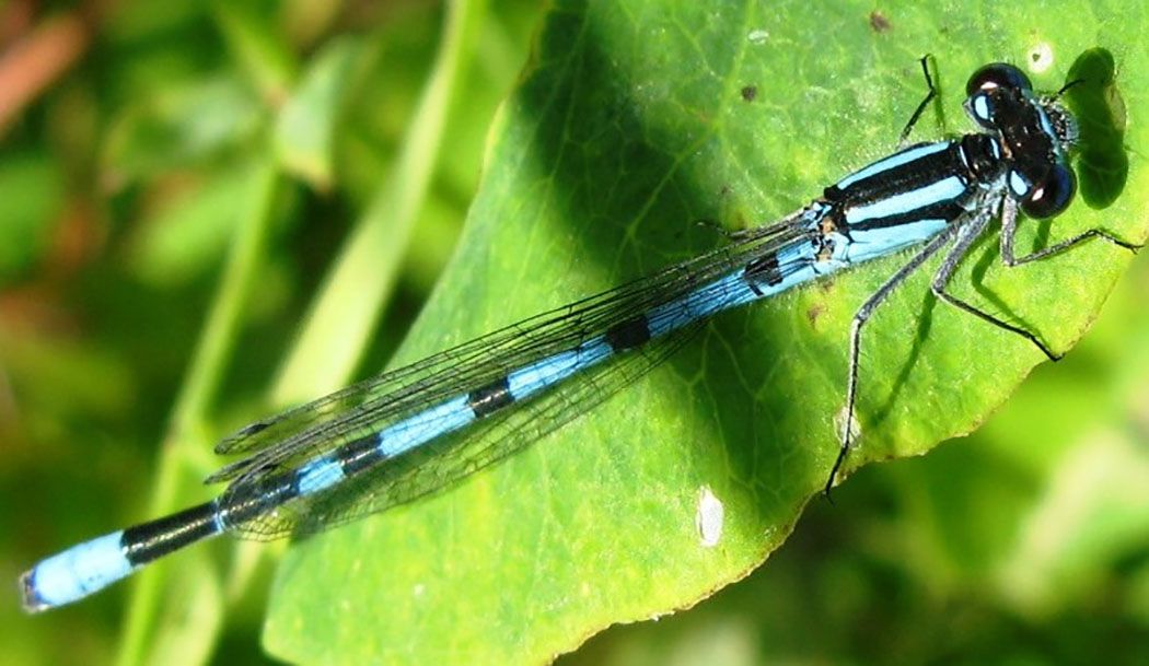 Celebrating National Insect Appreciation Day | The Graphic Leader