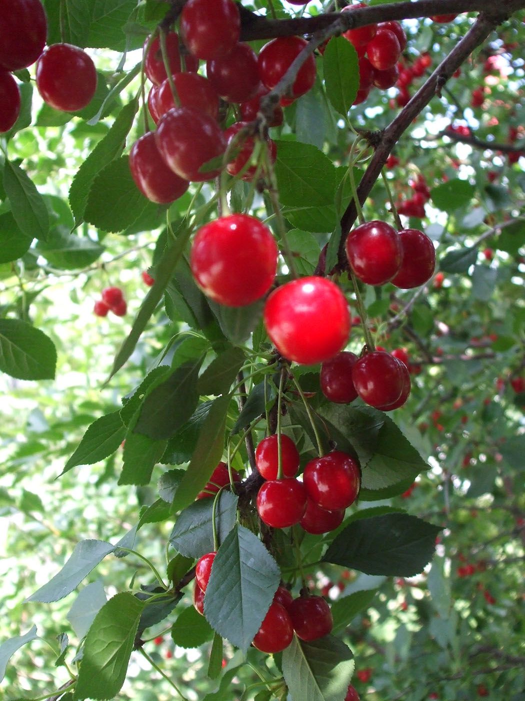 SG: The Evans cherry tree | The Graphic Leader