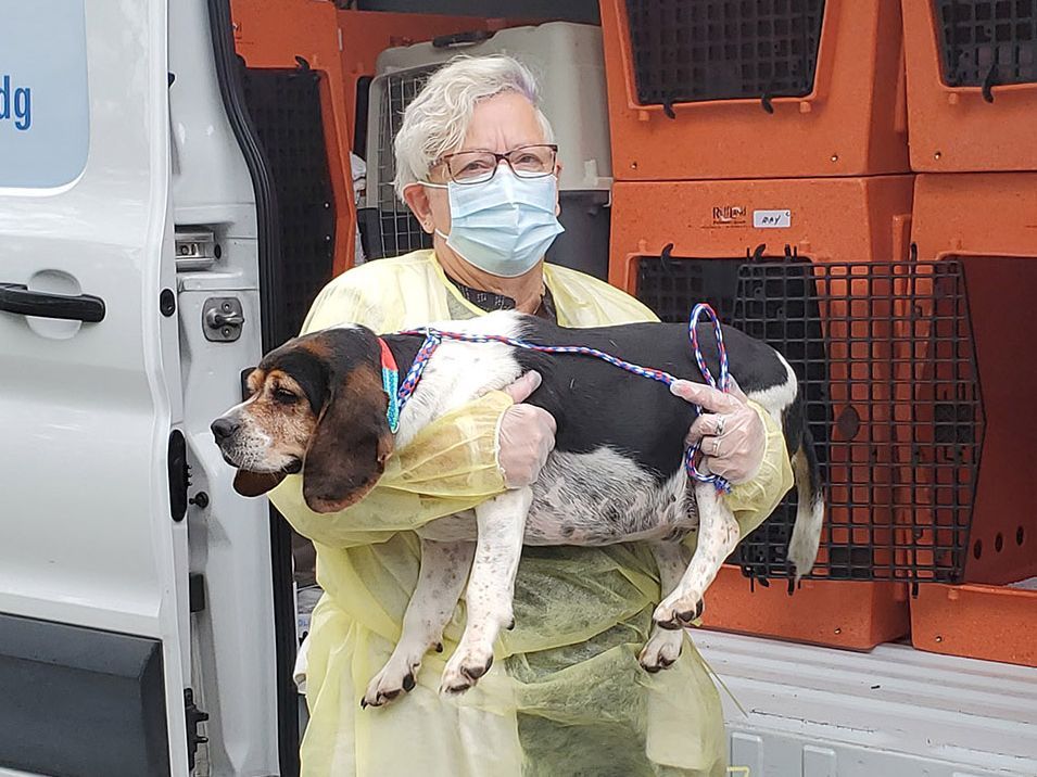 American dogs to find new homes in Cornwall/SDG | Cornwall Standard ...