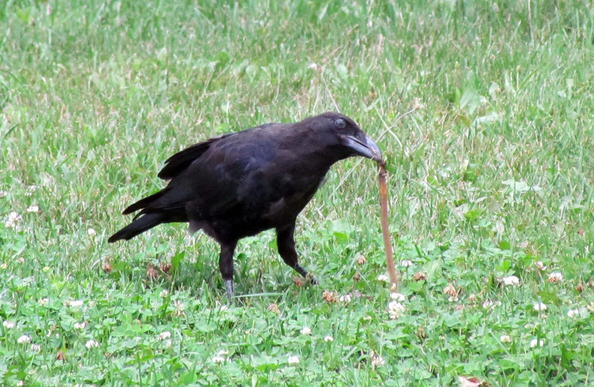 Early bird gets the worm | Sault Star