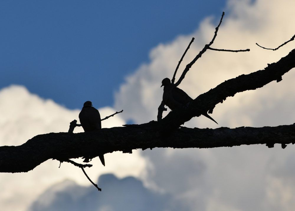 Napanee centre raising awareness about window strike bird deaths | The ...