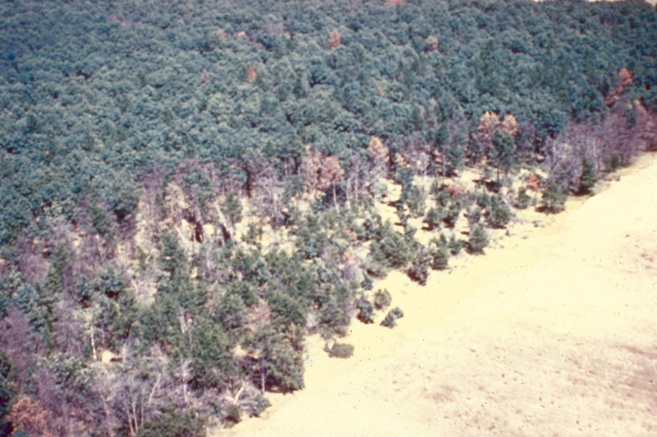 Fungal blight threatens oak trees | Simcoe Reformer