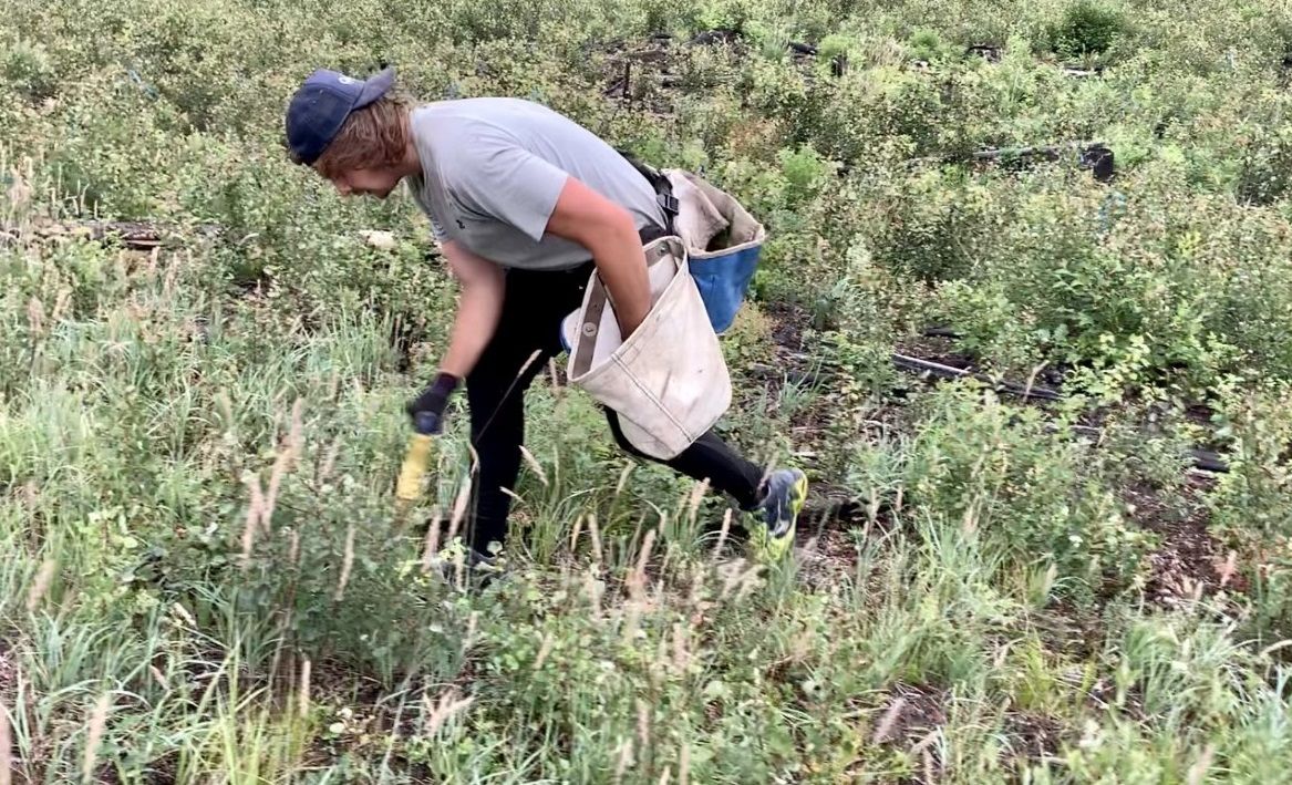 Elliott plants 18,500 trees in 24 hours, breaking 2001 world record ...