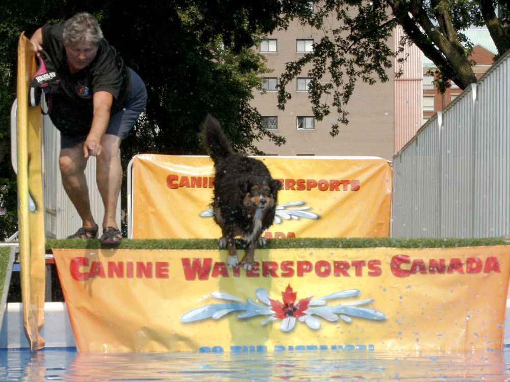 Pembroke's first PemBARK dog dock jumping competition splashes down ...