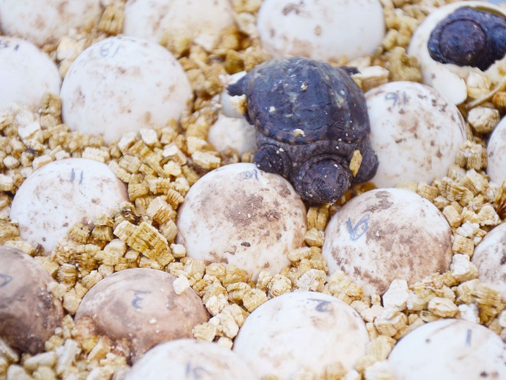 Turtle Week returns to Huron County | Owen Sound Sun Times