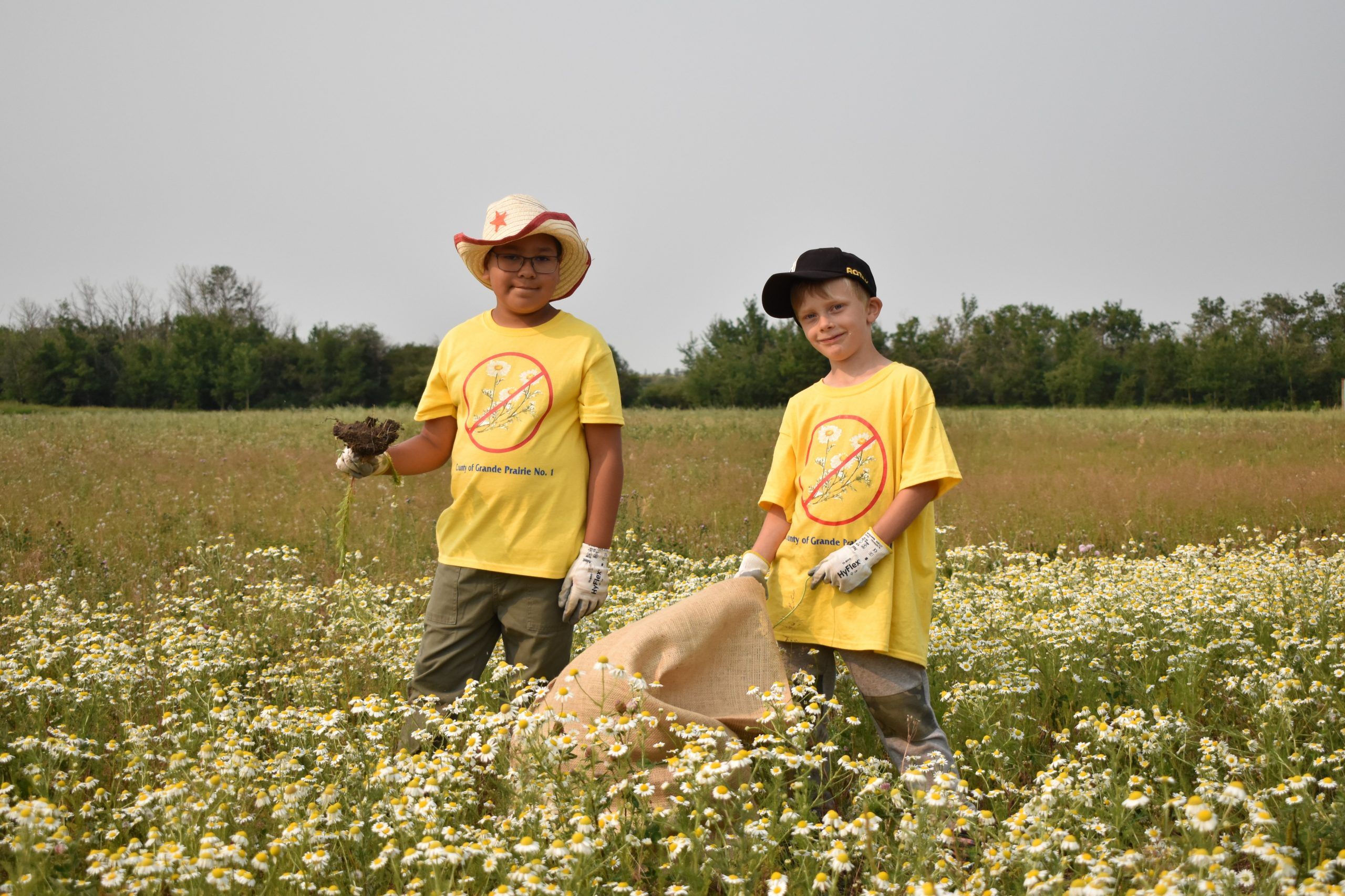 Weed Warriors whacking weeds for charity | Grande Prairie Daily Herald ...
