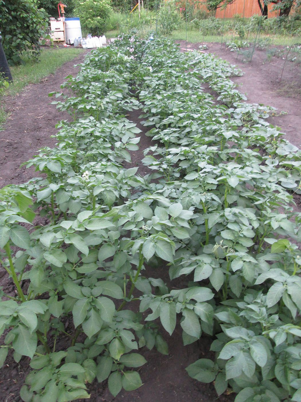 The spud, an all-purpose vegetable | The Graphic Leader