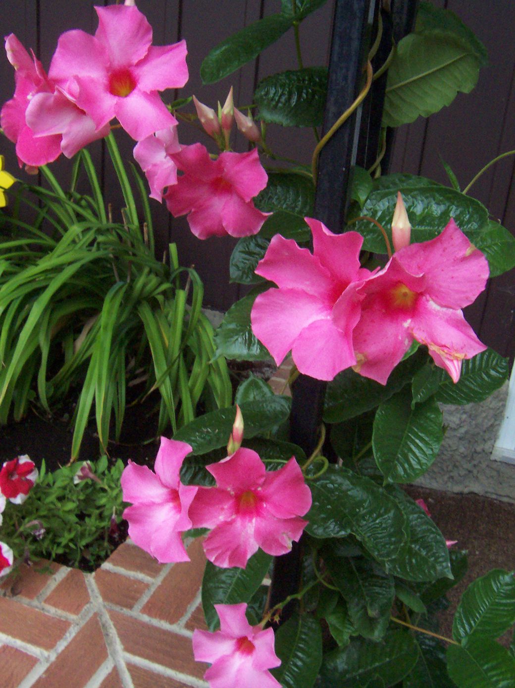 SG: The magnificent mandevilla | The Graphic Leader