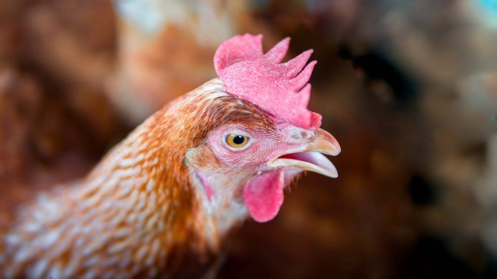Canadian poultry insurance program marks 10th anniversary | Ontario Farmer
