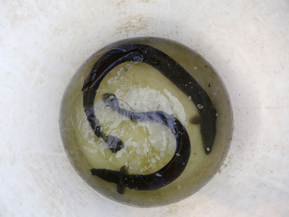 Efforts being made to help endangered eels survive in Lake Ontario ...