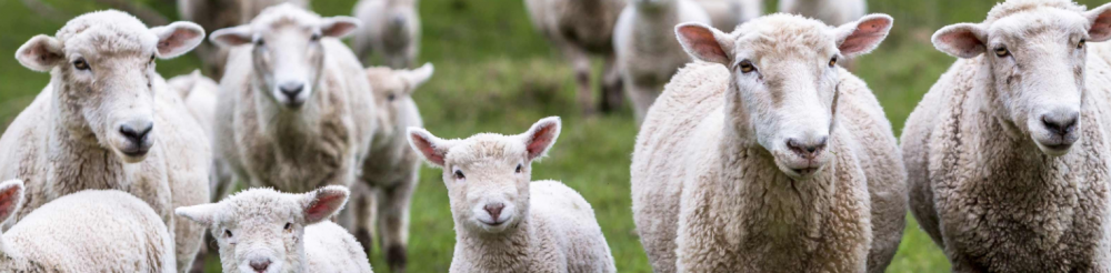 Online price and profit tool for sheep producers | Ontario Farmer