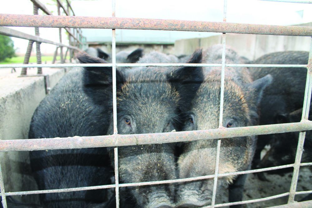 Legislation eliminates wild boar farming | Ontario Farmer