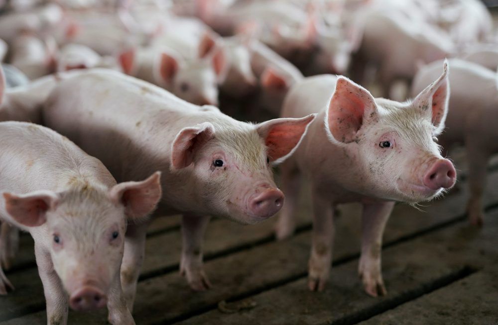 Pigtrace fees increase 10 per cent | Ontario Farmer