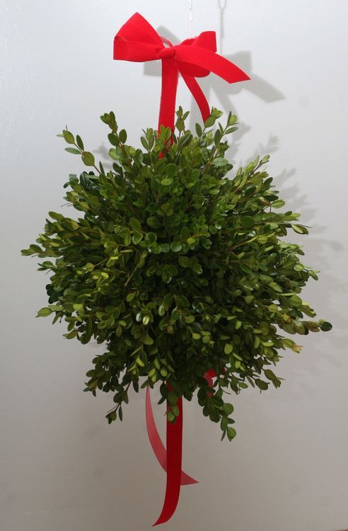 Christmas mistletoe: A suspended blessing | Brantford Expositor