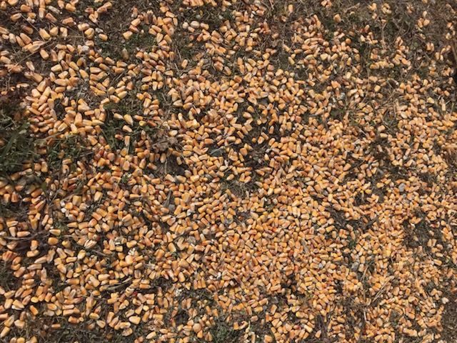 Corn yields shatter records | Ontario Farmer