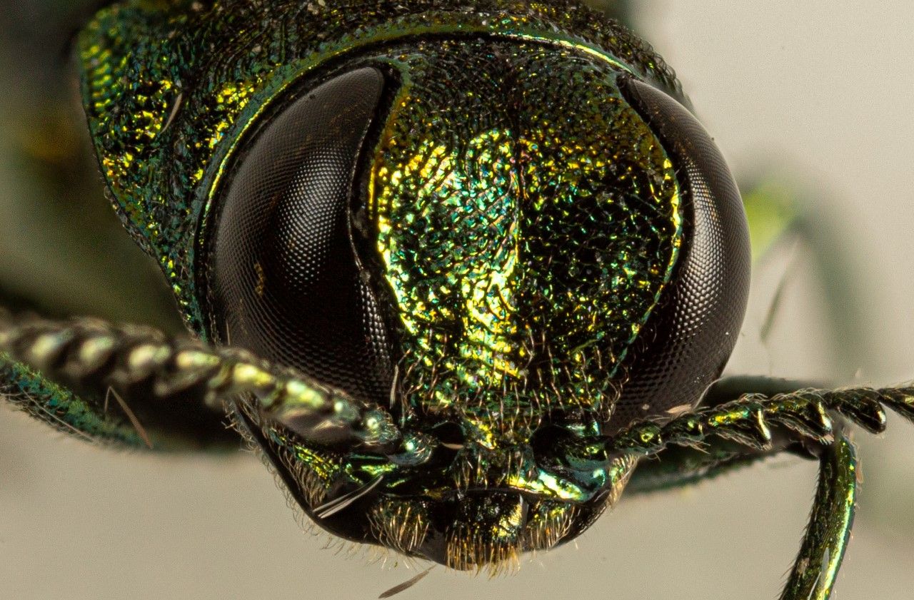 Sault scientists find extreme cold piece of cake for invasive beetle ...