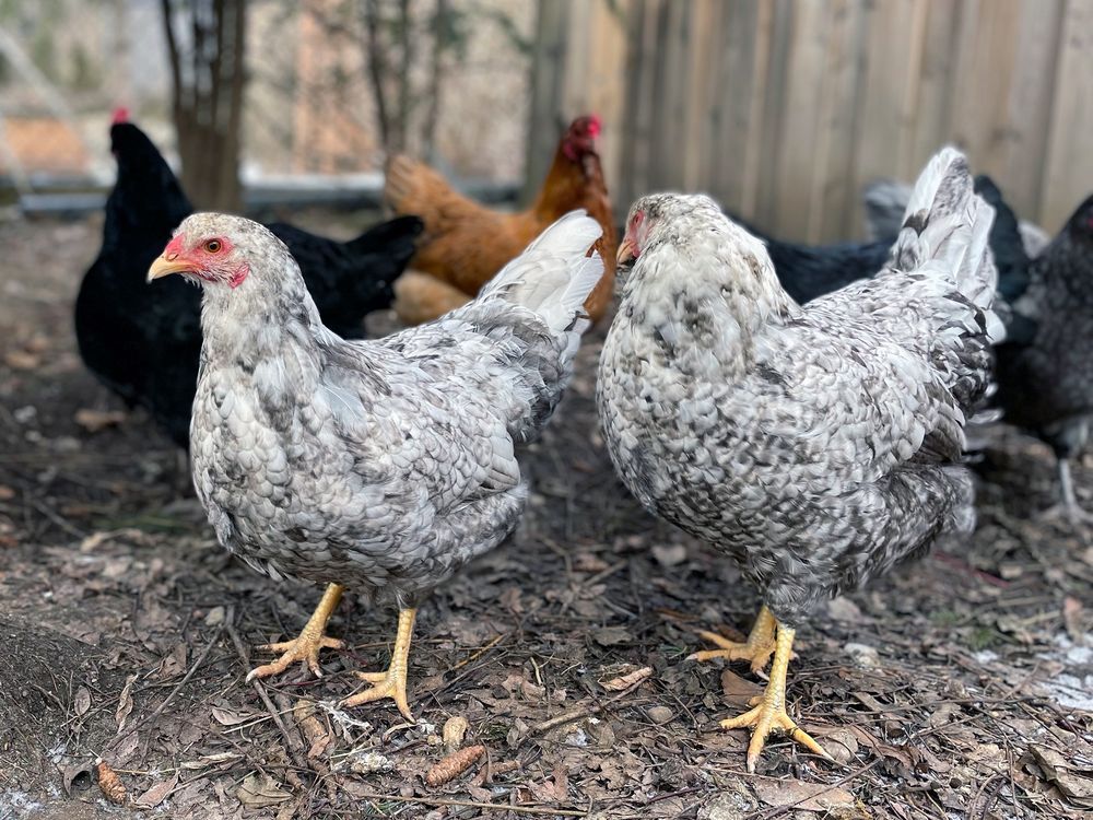 Georgian Bluffs moves towards allowing hens on some residential lots ...