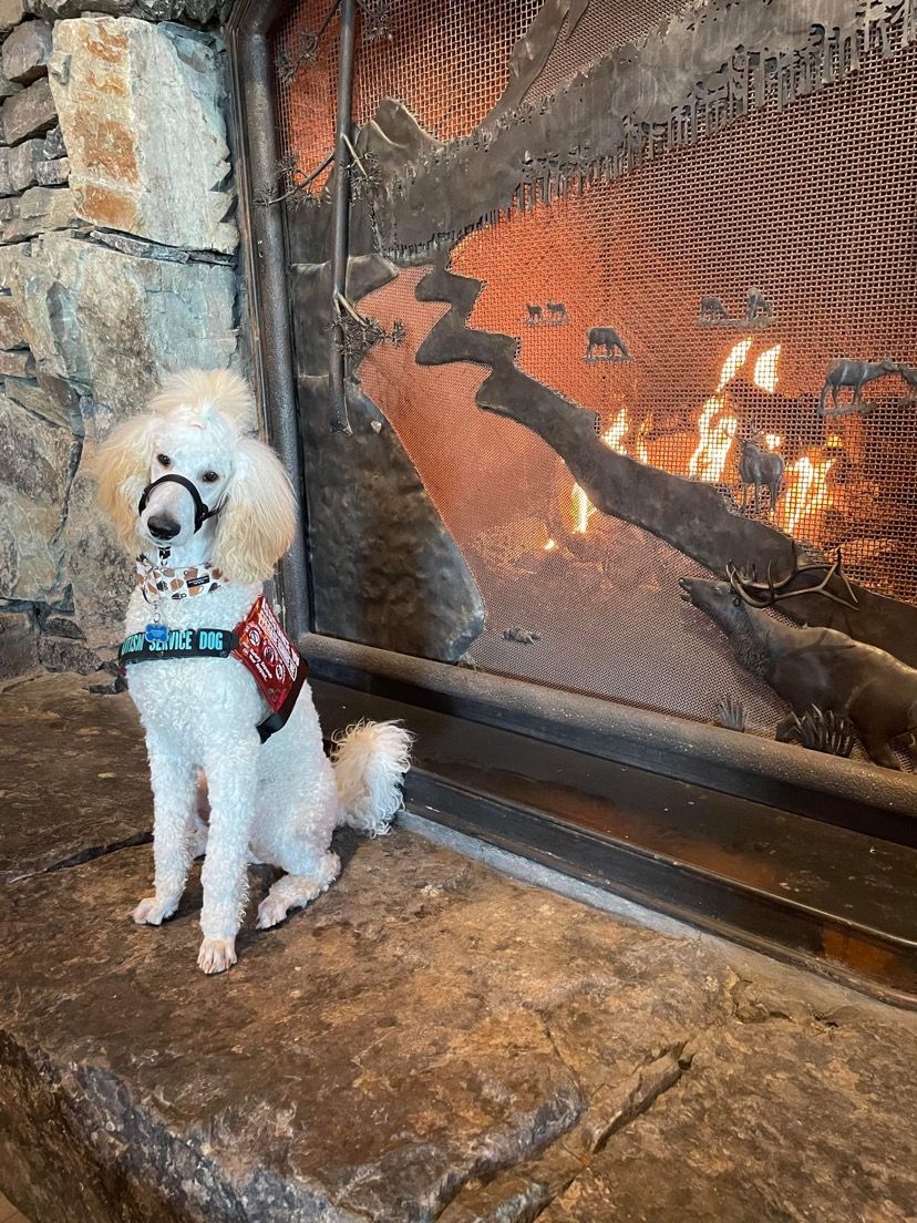 Life saving companion Dexodus the Service Dog fitting in at new home ...