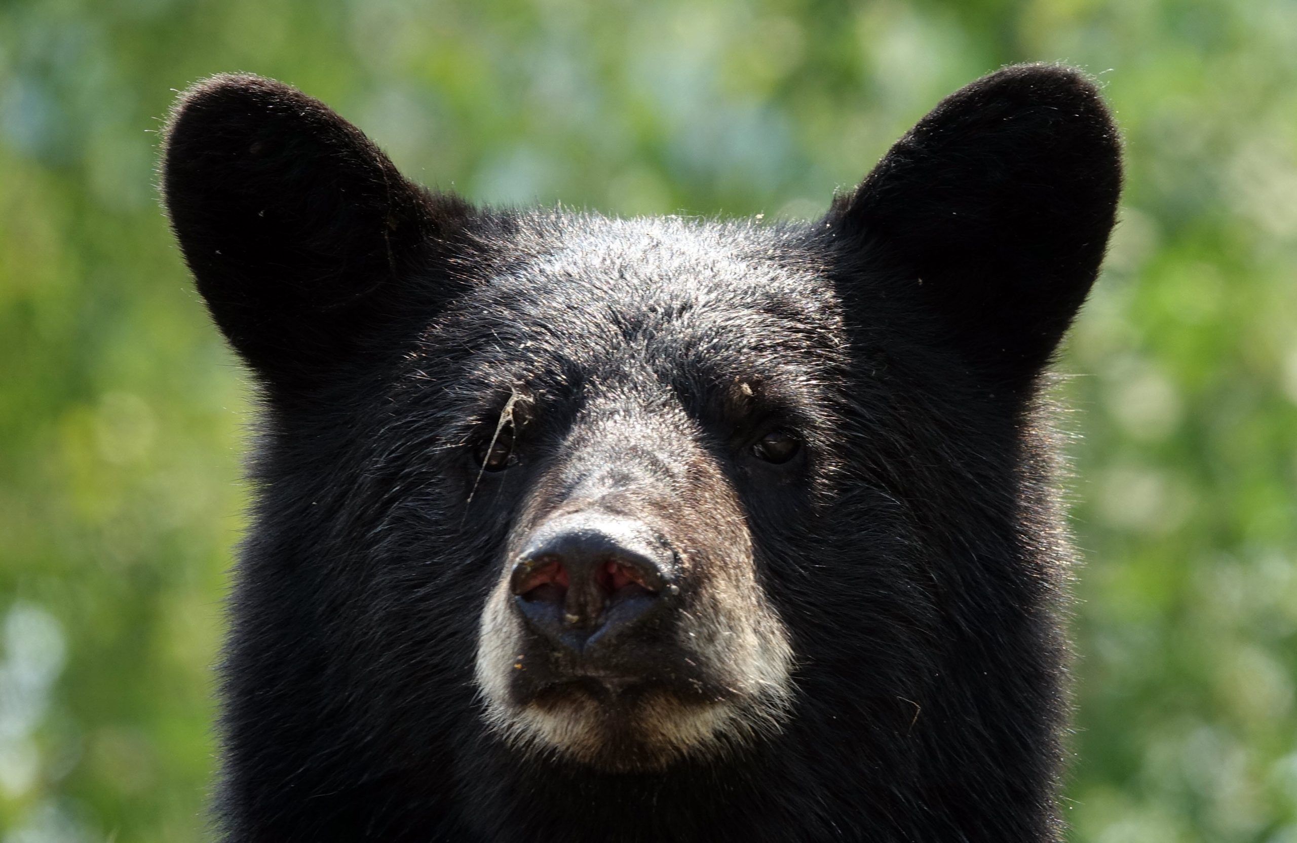 PG's bears starting to return, sometimes grumpy - Prince George Post ...