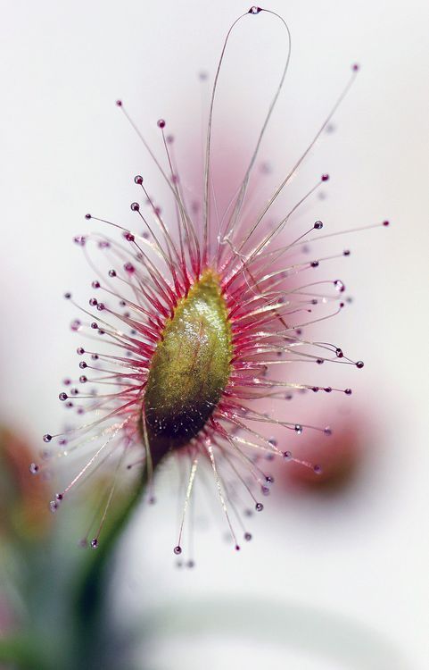 Carnivorous plants: Not just science fiction | Brantford Expositor