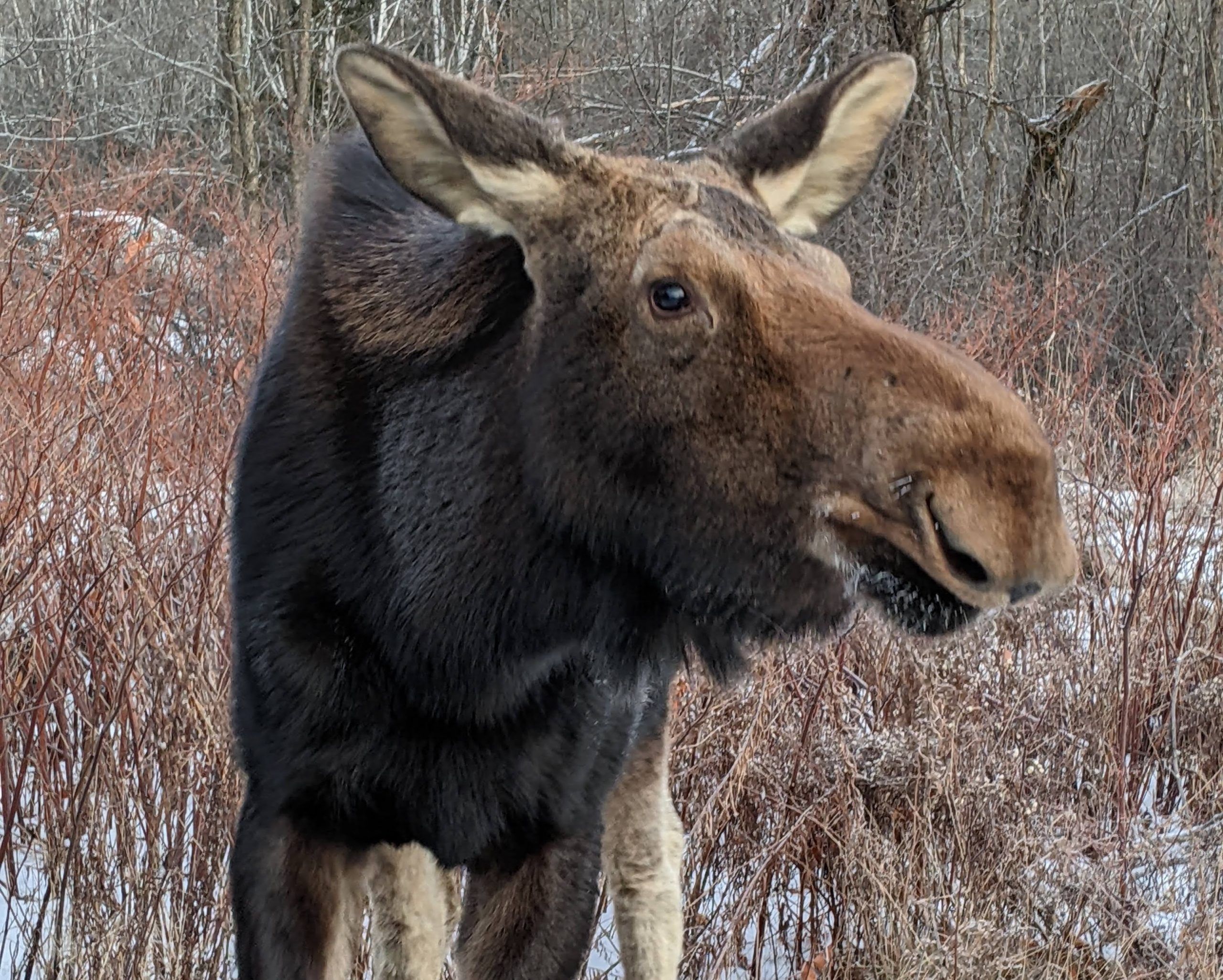 Beaver Lake moose darted, driven to Muskoka | Sudbury Star