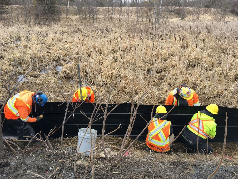 Turtle fences being installed along Collins Creek in Kingston | The ...