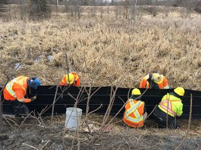 Turtle fences being installed along Collins Creek in Kingston | The ...