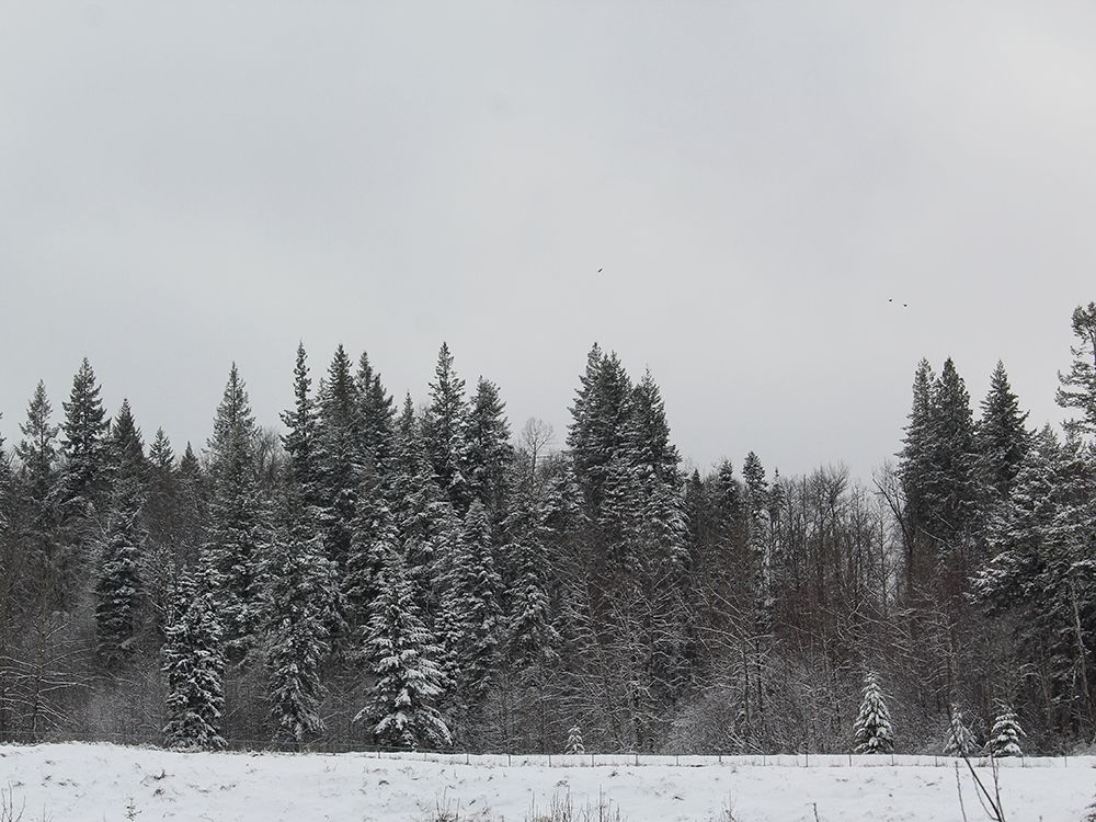 Prince George records highest ever snowfall for April 19 in 70 years ...