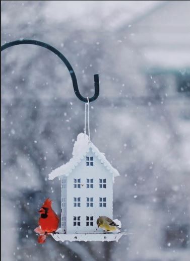 Snow turning into rain forecast for North Bay | North Bay Nugget